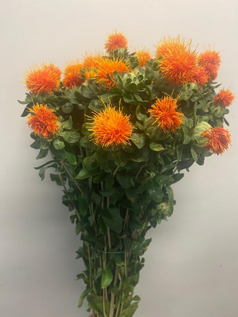 CARTAMUS NARANJA 60 CM - Mil Flors