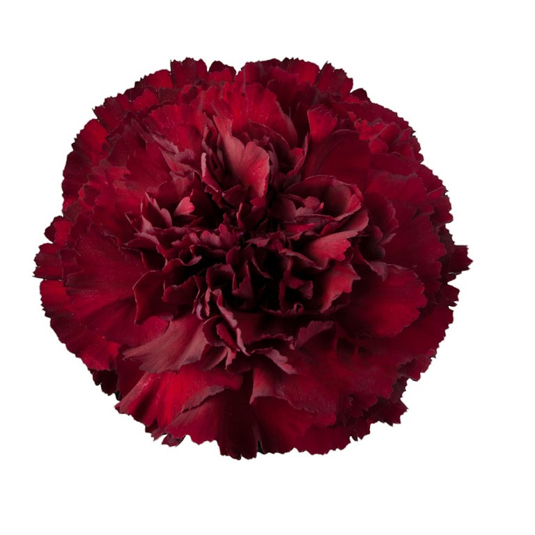 CLAVEL FANCY GRANATE - MilFlors SCP