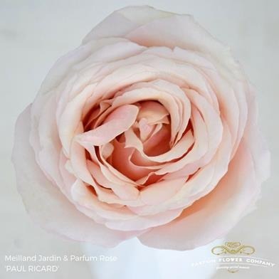 ROSA PAUL RICARD 50 CM - MilFlors SCP