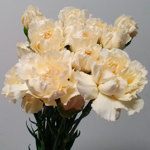 CLAVEL archivos - MilFlors SCP