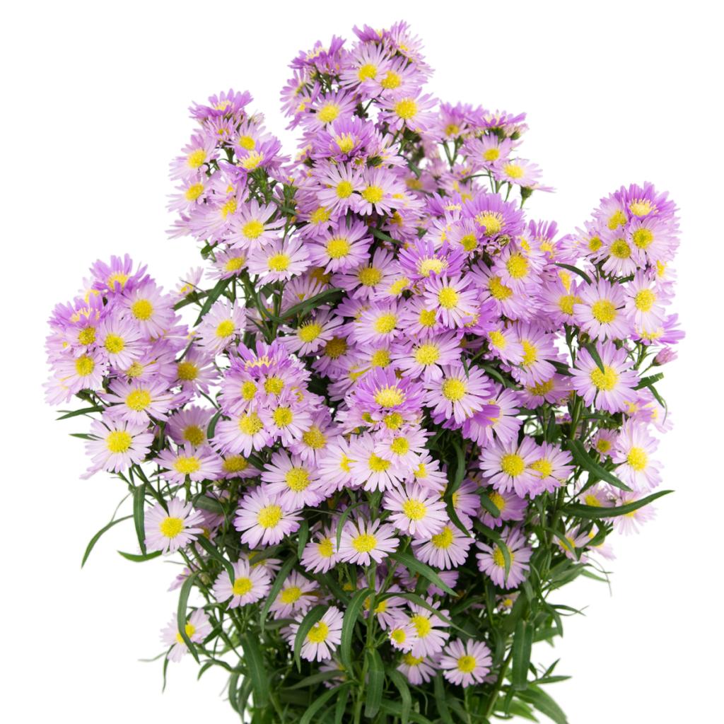 ASTER ROSA 80 CM - Mil Flors
