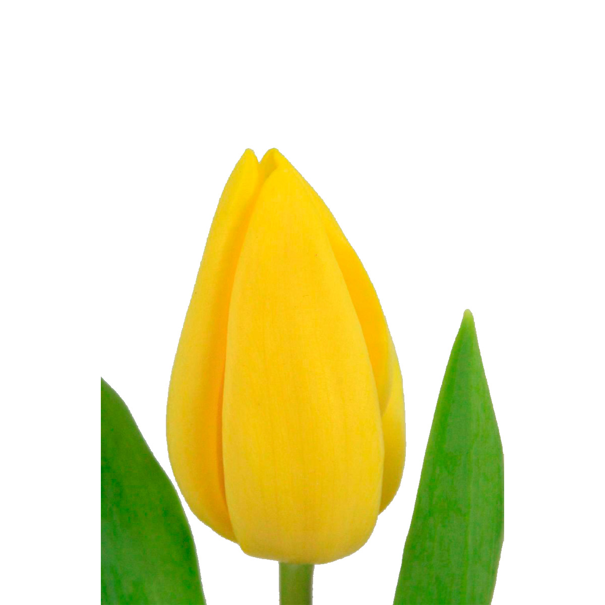 TULIPÁN AMARILLO - Mil Flors