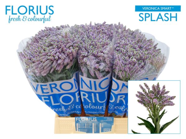 VERONICA SMART SPLASH MILKA 50 CM - MilFlors SCP