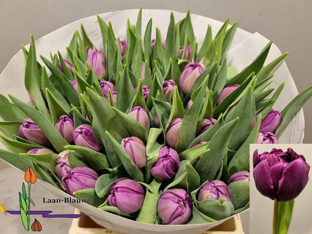 TULIPÁN PYTHON DOBLE - MilFlors SCP