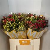 HYPERICUM MAGICAL MIXED 60 CM - Mil Flors