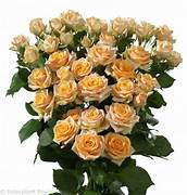 ROSA RAMIFICADA archivos - Mil Flors