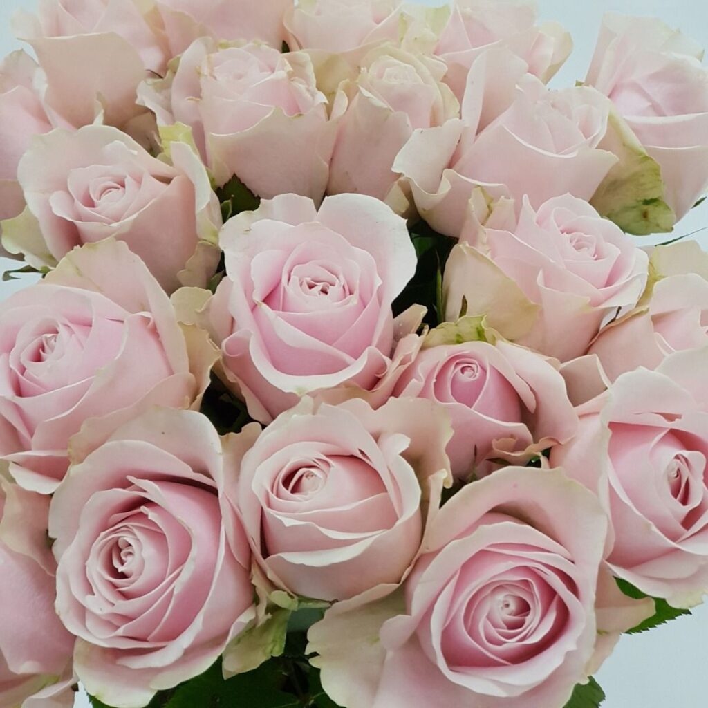 ROSA SWEET AVALANCHE 60 CM - Mil Flors