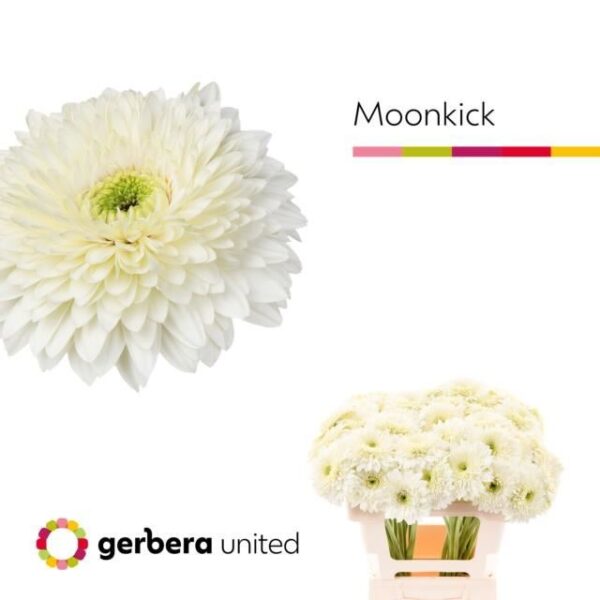 GERBERA POM POM BLANCA - Mil Flors