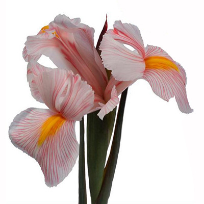 IRIS ROSA - Mil Flors